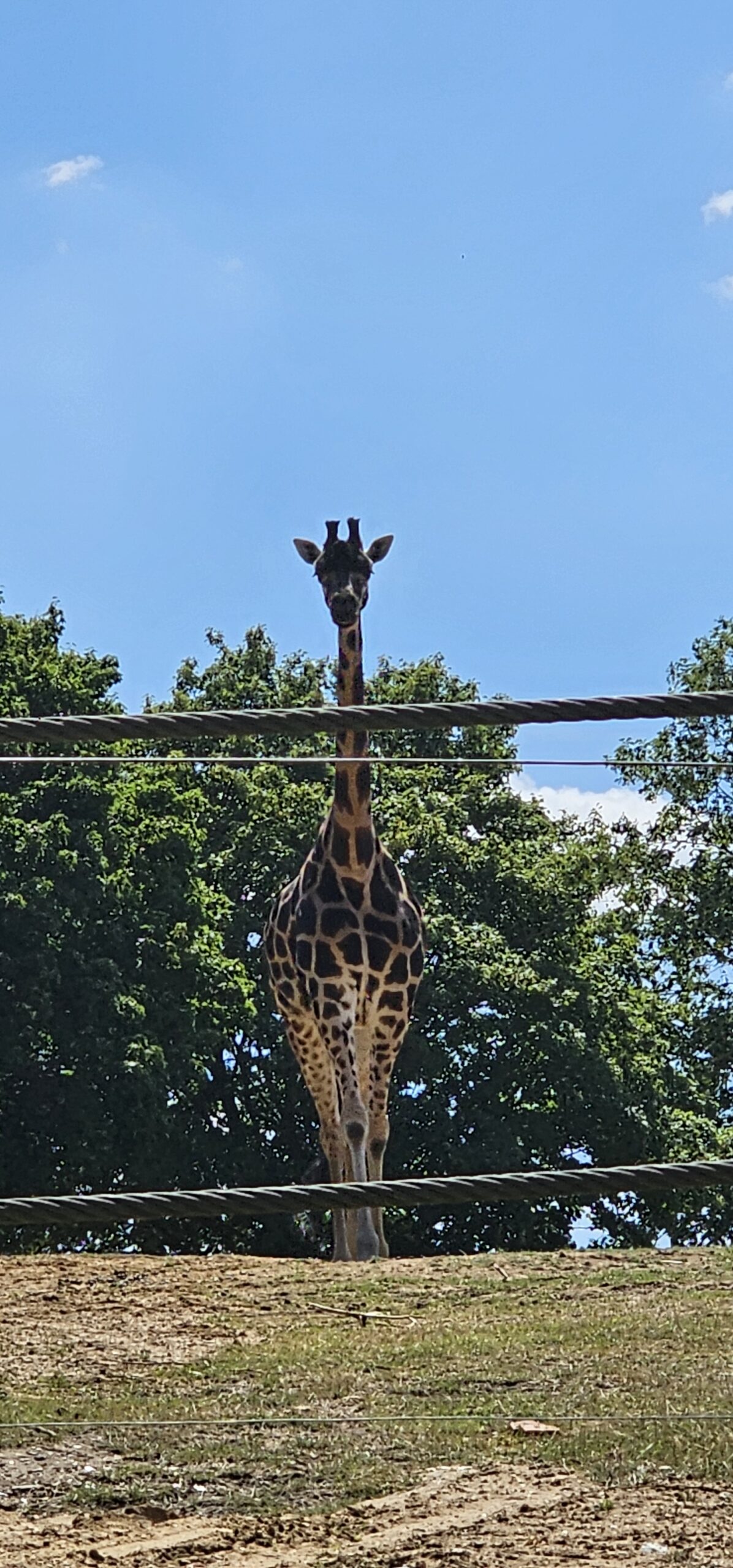 Woburn Safari Park | Ross Explores